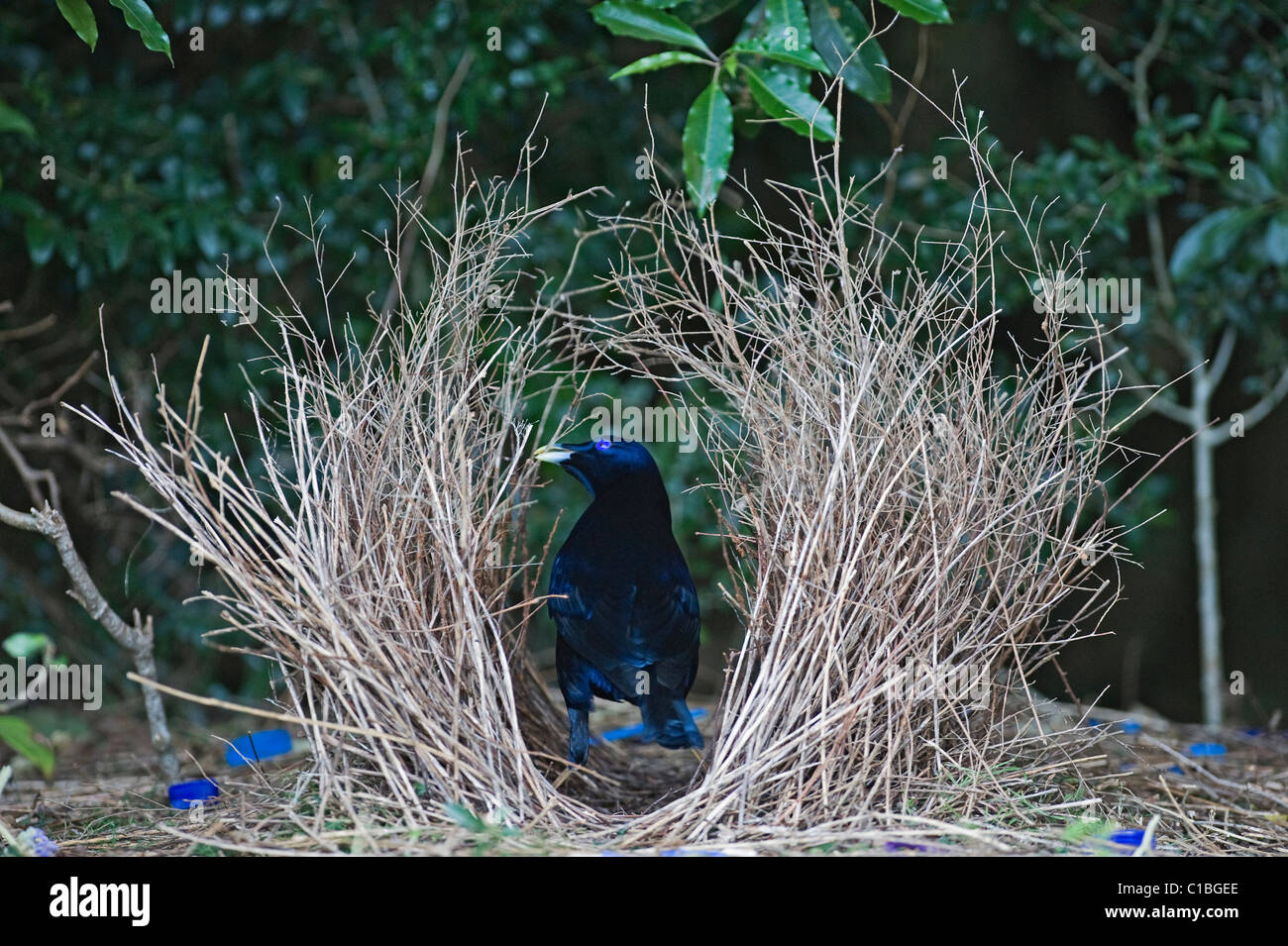Satin Bowerbird Ptilonorhynchus violaceus male building bower Lamington NP Queensland Australia ...