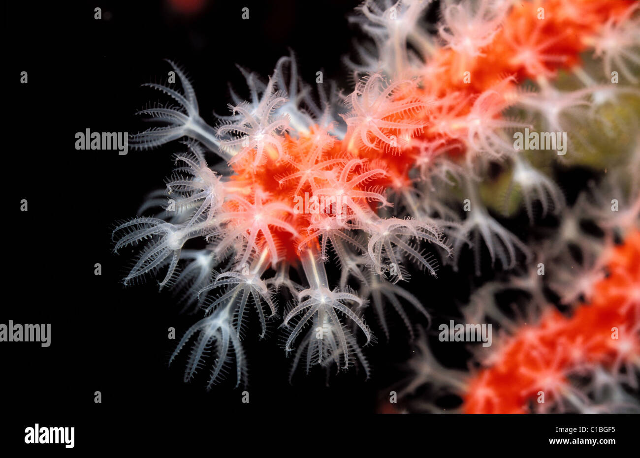 France, Corse du Sud, Polyps, red coral, underwater view Stock Photo ...
