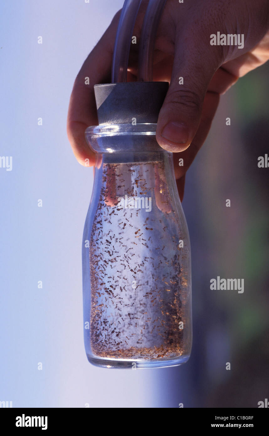 argentine ants trapped in a bottle Stock Photo - Alamy