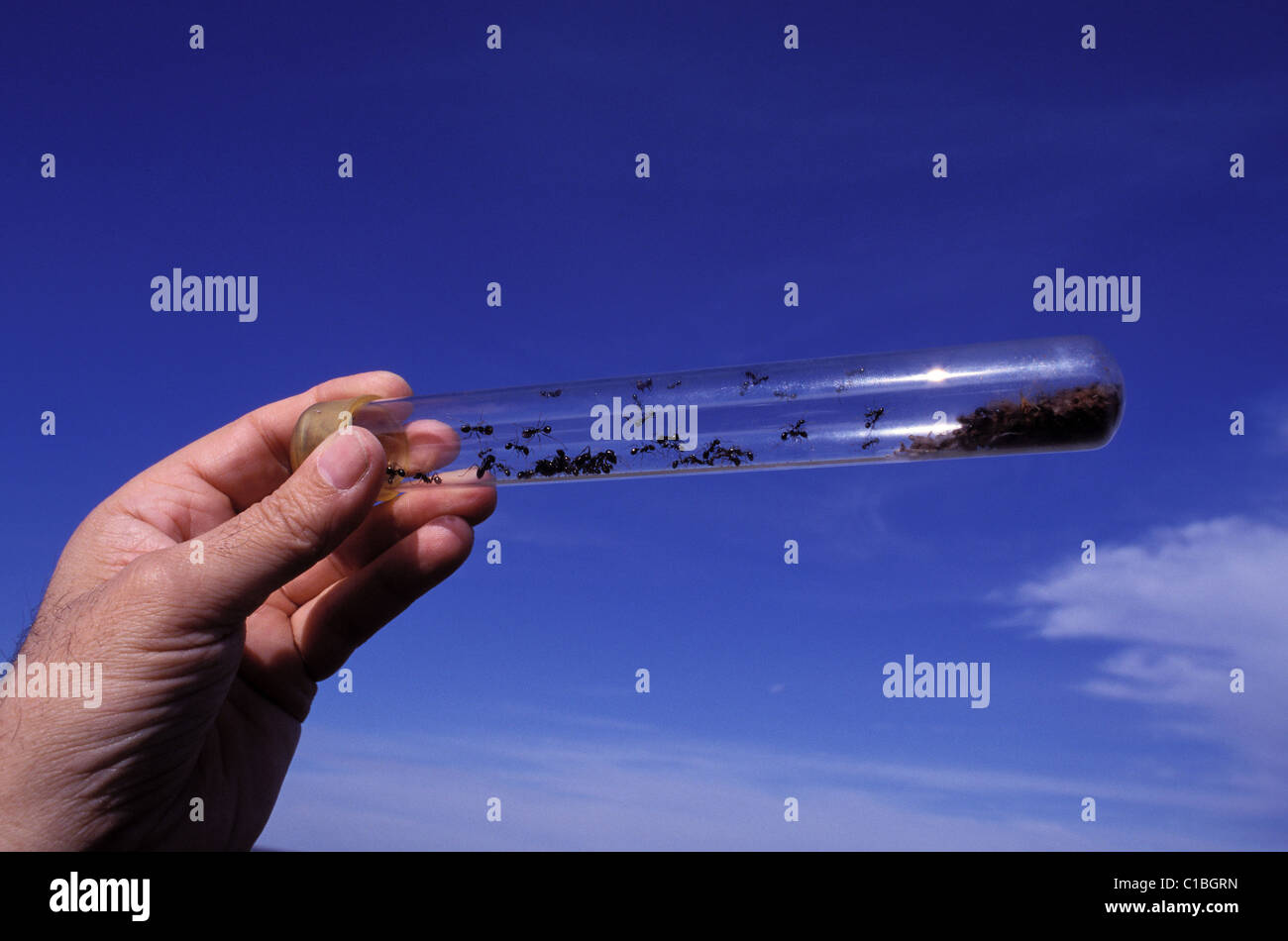 France, Ant Fanatic, Luc Passera , ants trapped in a test tube Stock ...