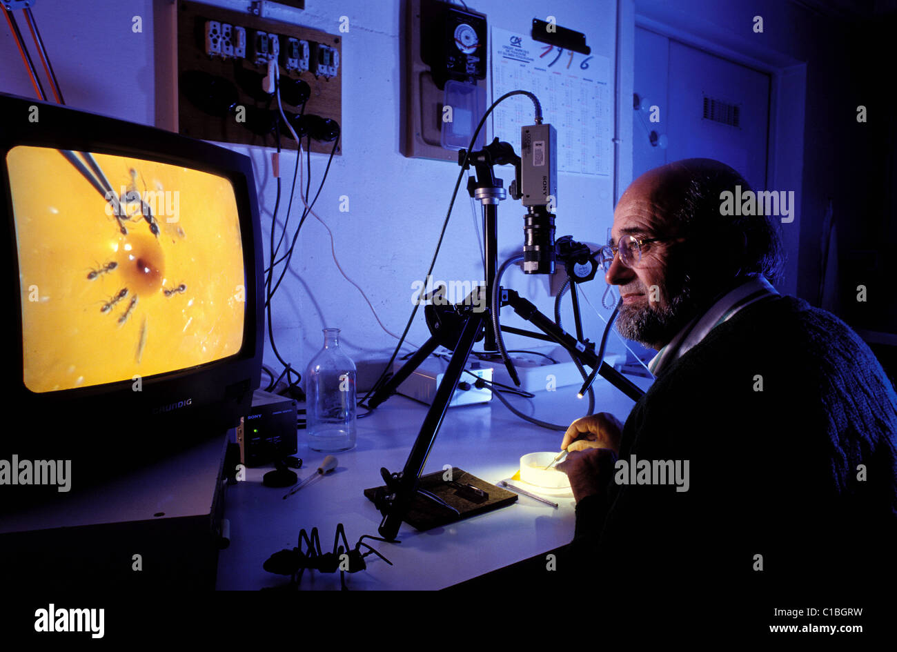 France, Ant Fanatic, Luc Passera , observing ants in his laboratory at ...