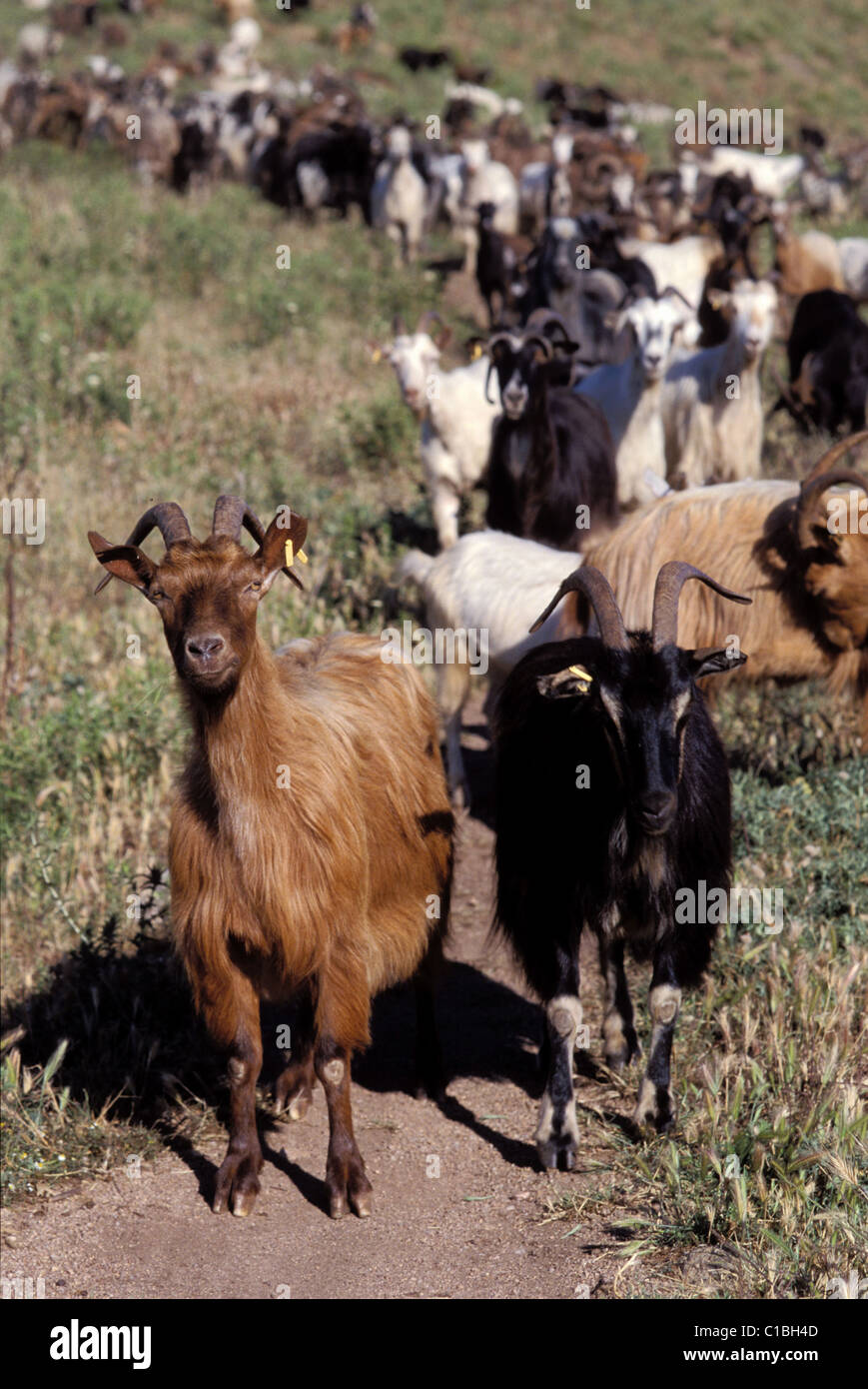 France, Corse du Sud, a CorsicaN shepherd Stock Photo - Alamy