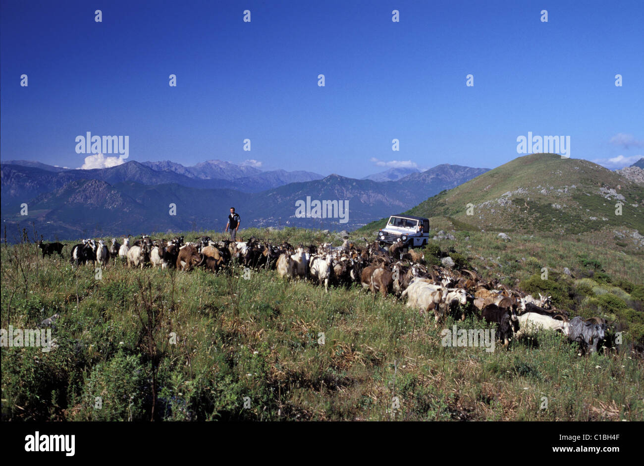 France, Corse du Sud, a CorsicaN shepherd Stock Photo - Alamy