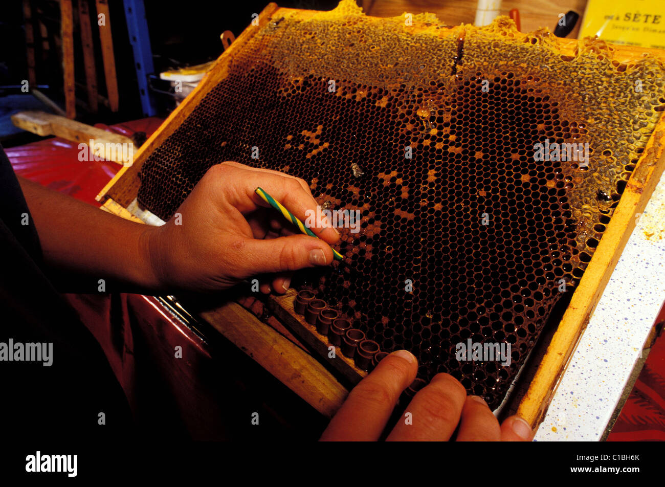 Inside the barge phalene also called the bee boat hi-res stock ...