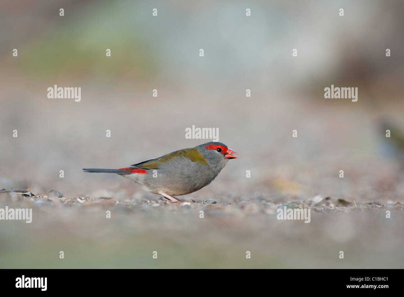 Firetail red browed firetail queensland australia hi-res stock ...