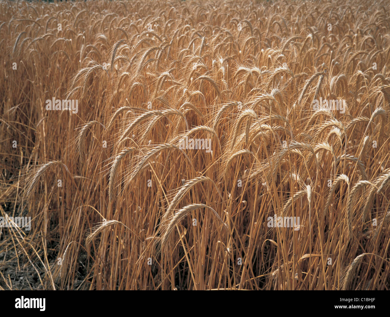 Wheat field ripe hi-res stock photography and images - Alamy