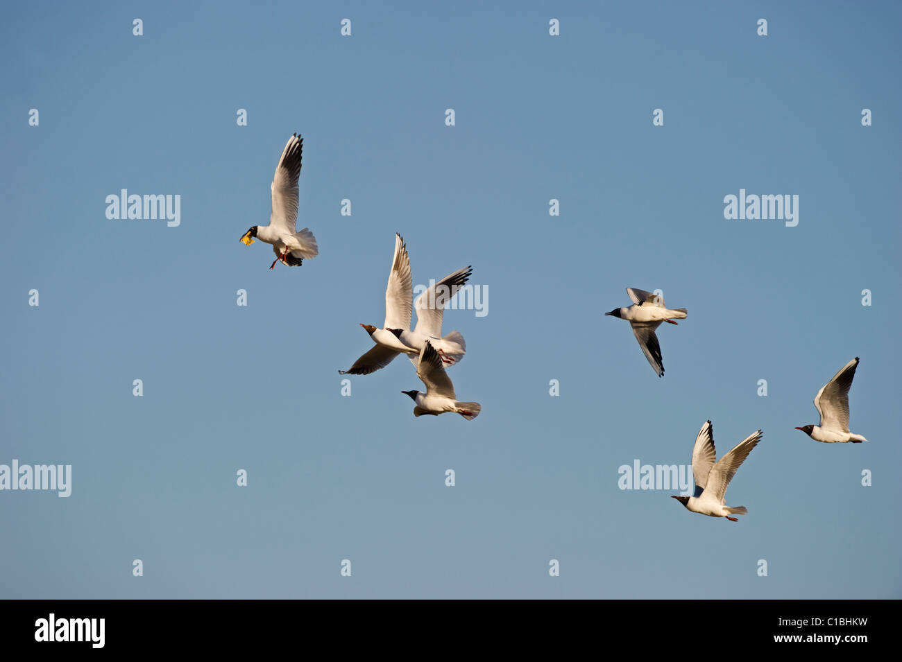 Lead bird hi-res stock photography and images - Alamy