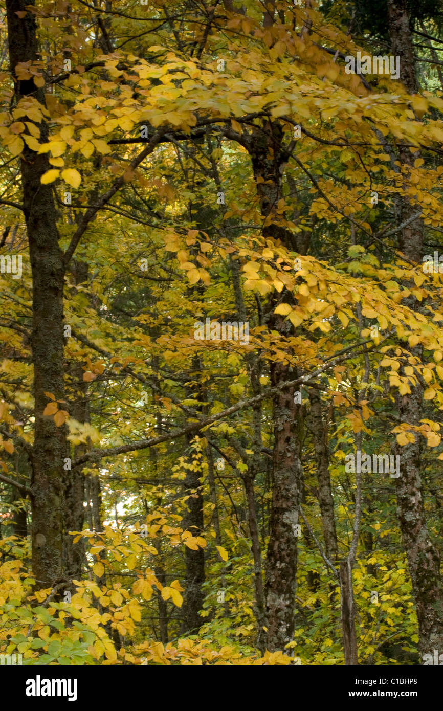Chestnut oak tree hi-res stock photography and images - Alamy
