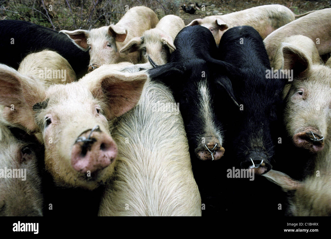 France, Corse du Sud, a group of little pigs Stock Photo - Alamy