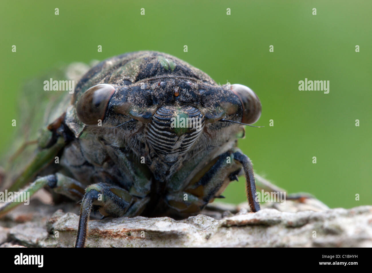 insect cicada bug beetle large noisy Stock Photo - Alamy