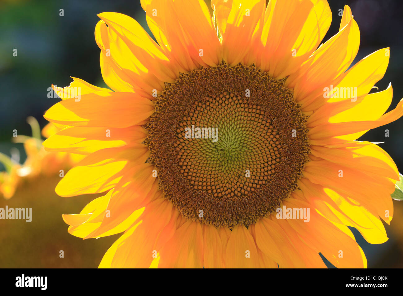 Sunflower seed head hi-res stock photography and images - Alamy
