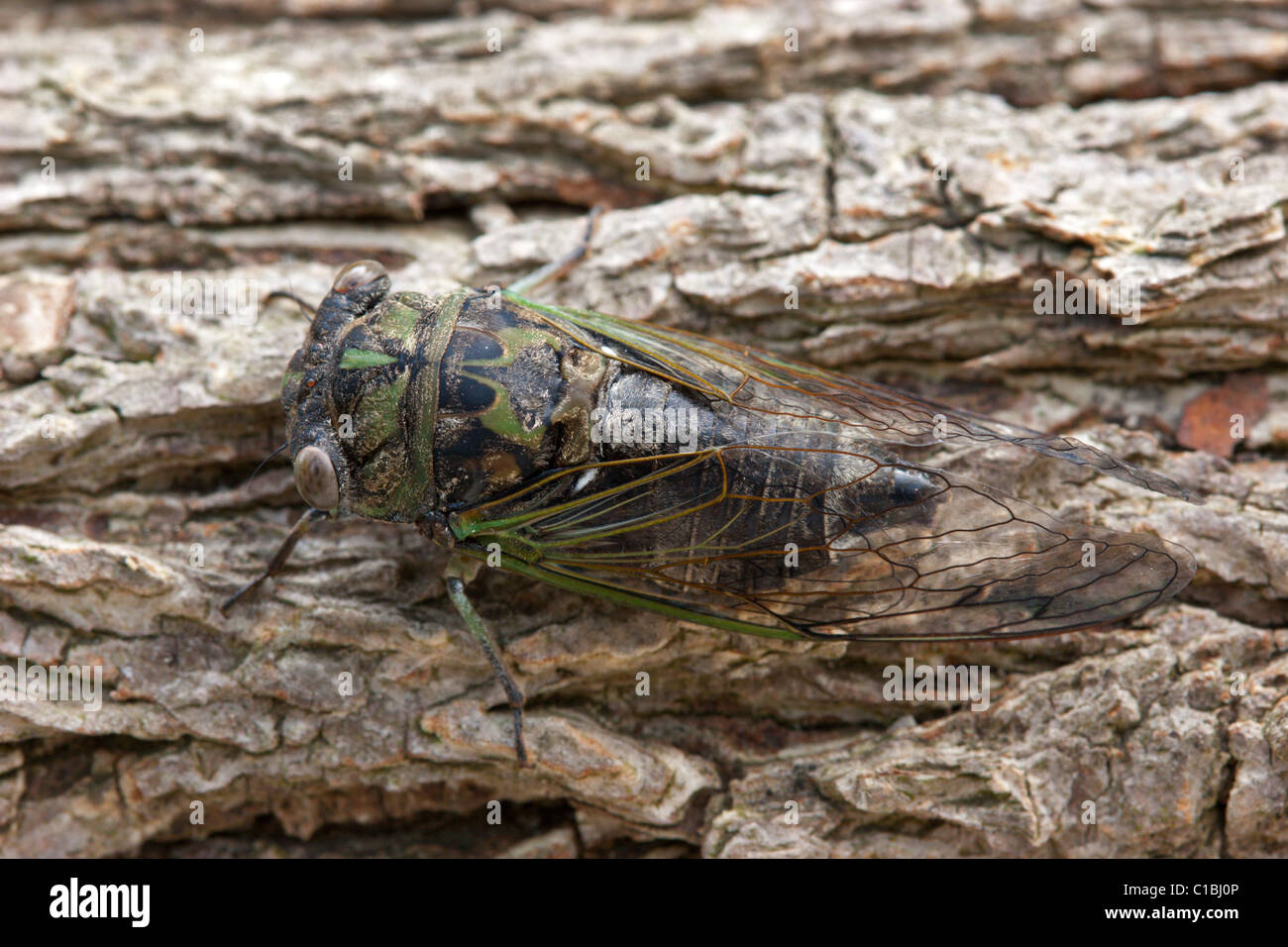 insect cicada bug beetle large noisy Stock Photo - Alamy