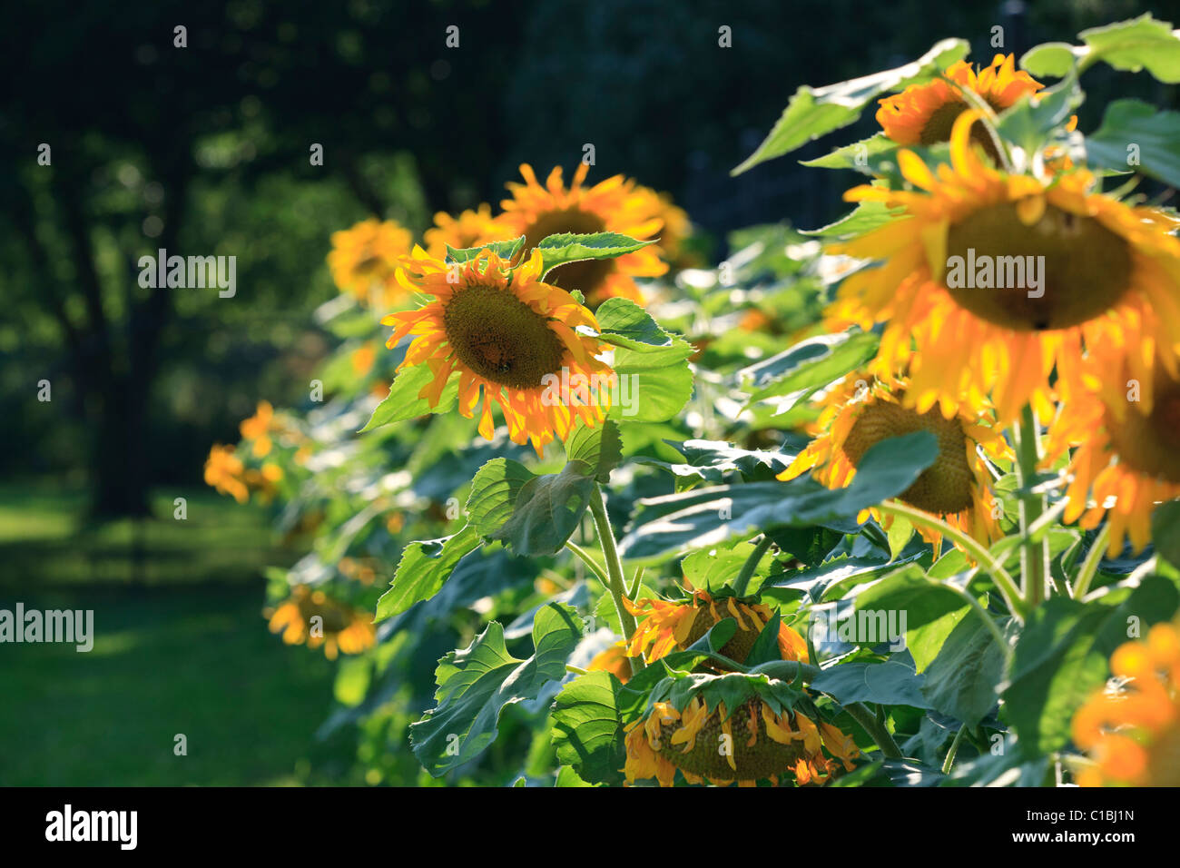 Sunflowers in a row Stock Photo - Alamy