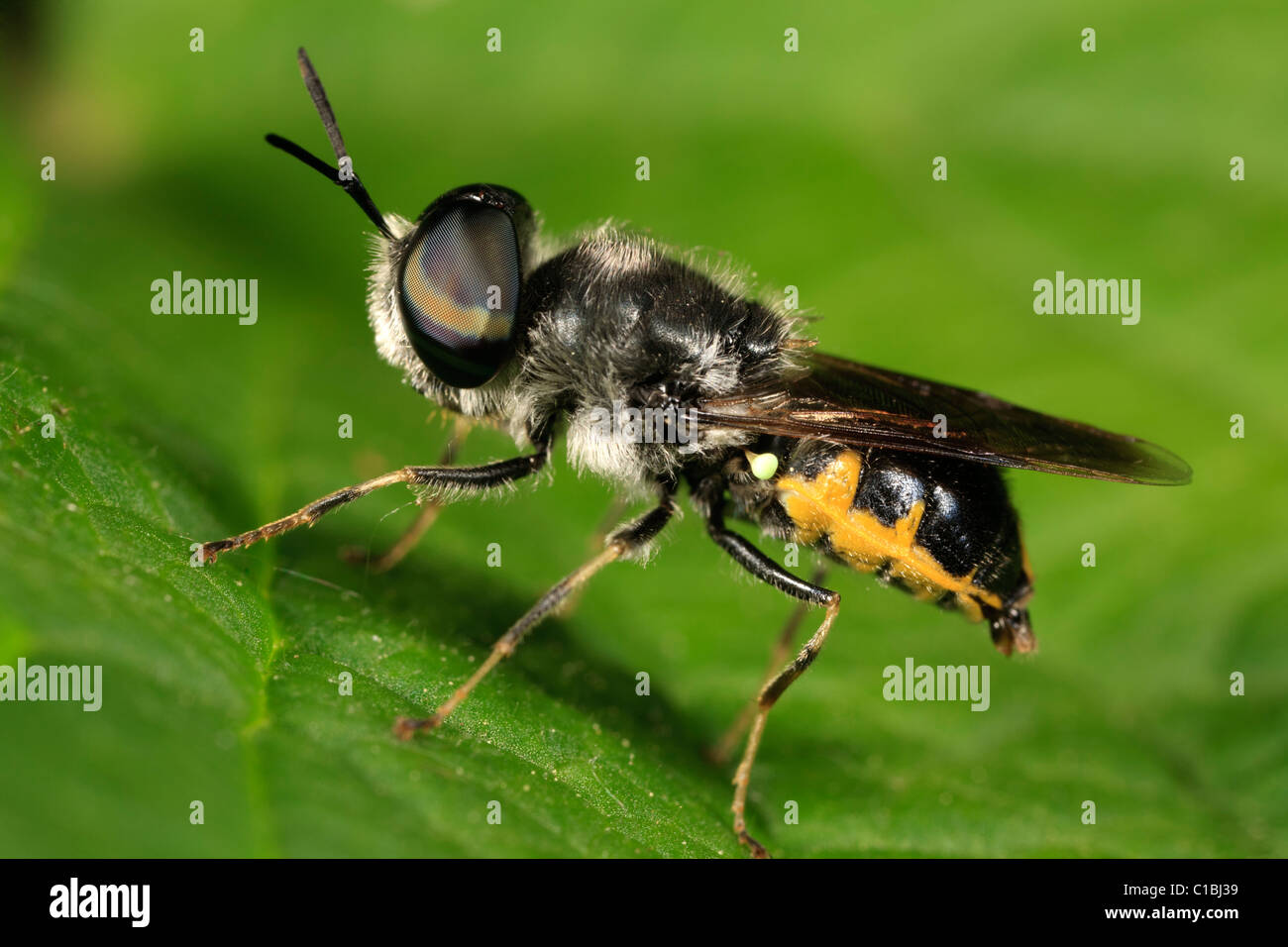 Soldier fly bee mimic - Stratiomys sp Stock Photo - Alamy