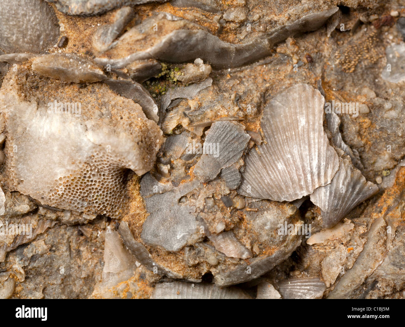 Brachiopod hi-res stock photography and images - Alamy