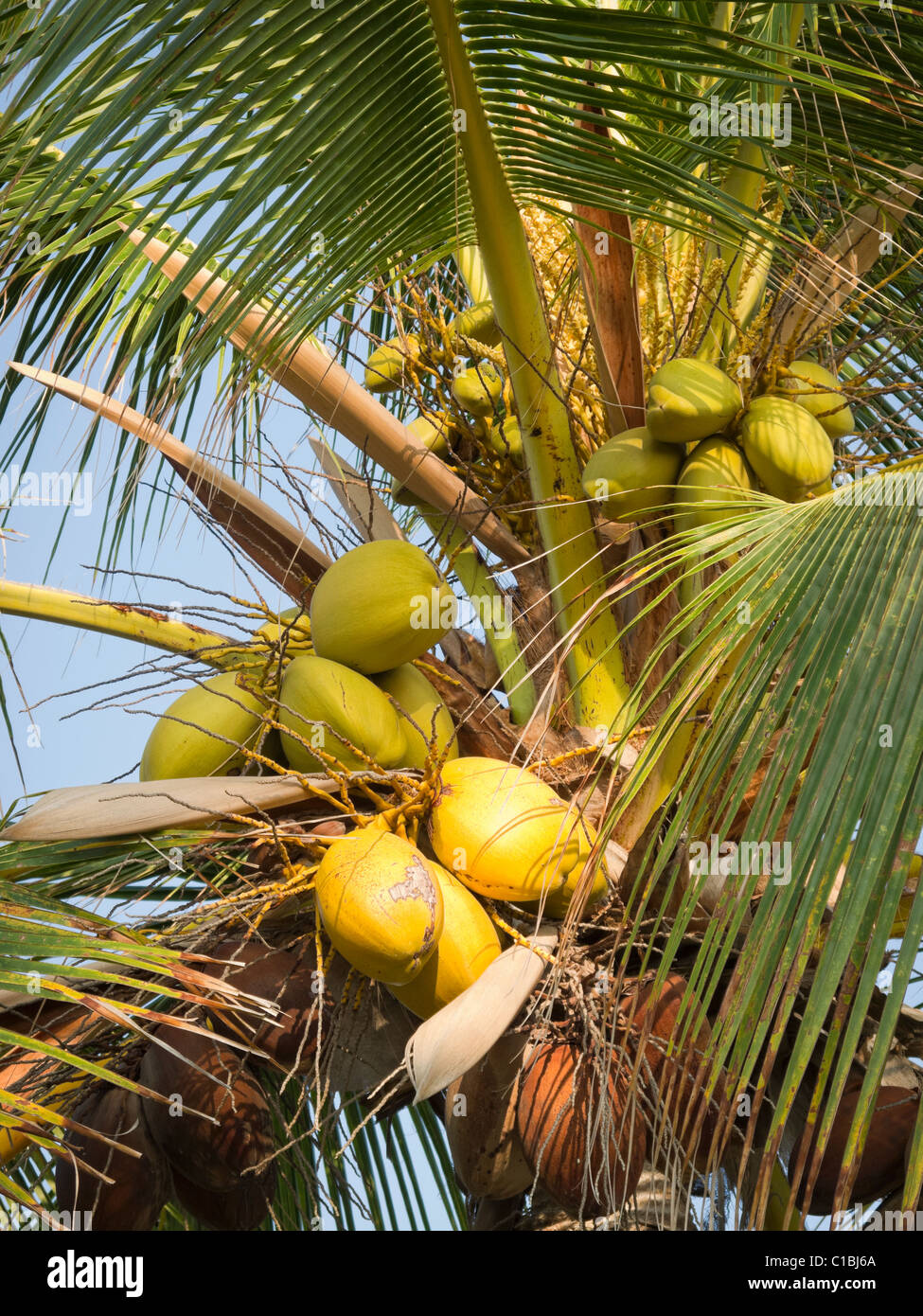 Hawaii fruit hi-res stock photography and images - Alamy