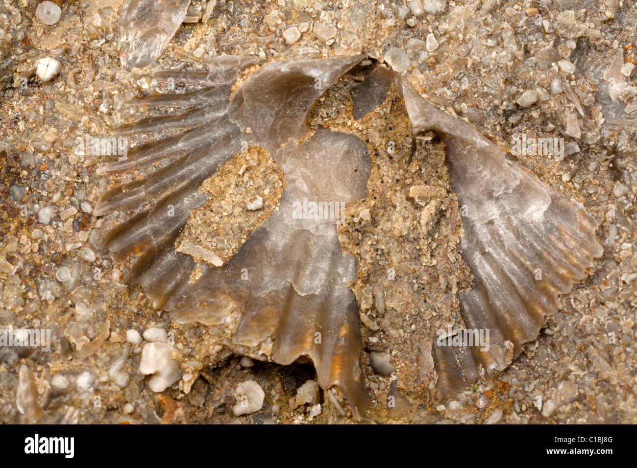 Brachiopod shell in rock Stock Photo - Alamy