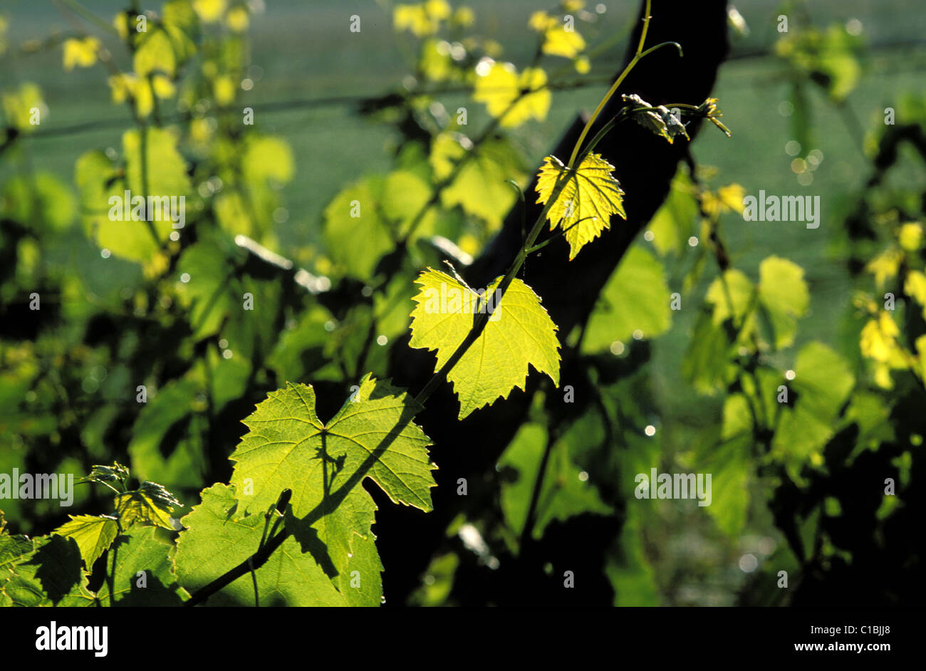 France, vine leaf in spring Stock Photo - Alamy