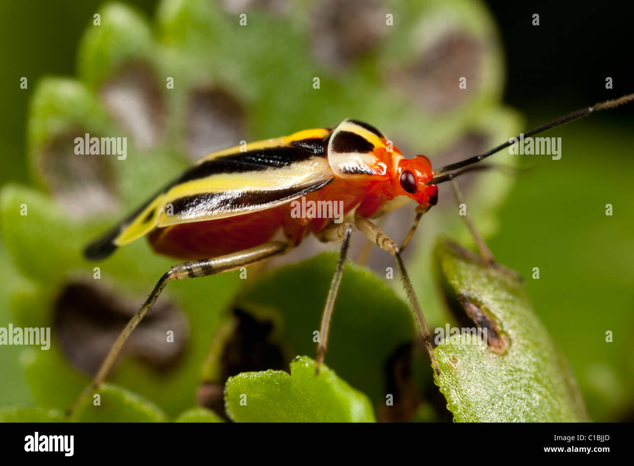 Four-lined plant bug ( Poecilocapus lineatus Stock Photo - Alamy