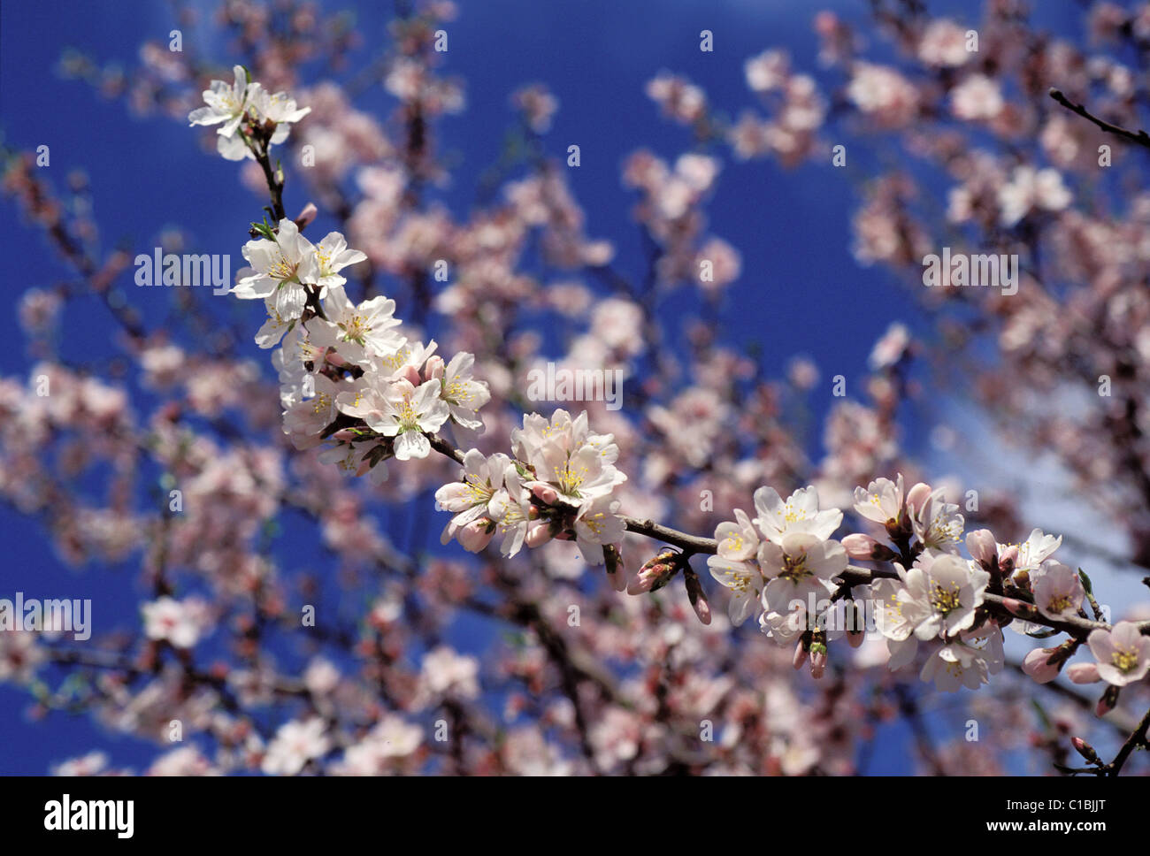 France, almond tree in blossom Stock Photo - Alamy