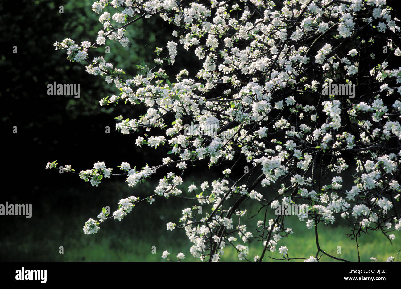 Pommier en fleurs hi-res stock photography and images - Alamy