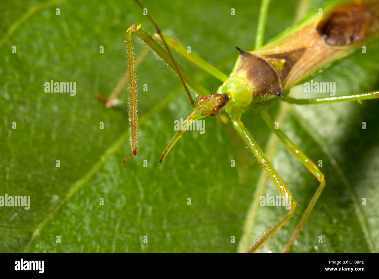 Assassin bug nymph (Zelus luridus Stock Photo - Alamy