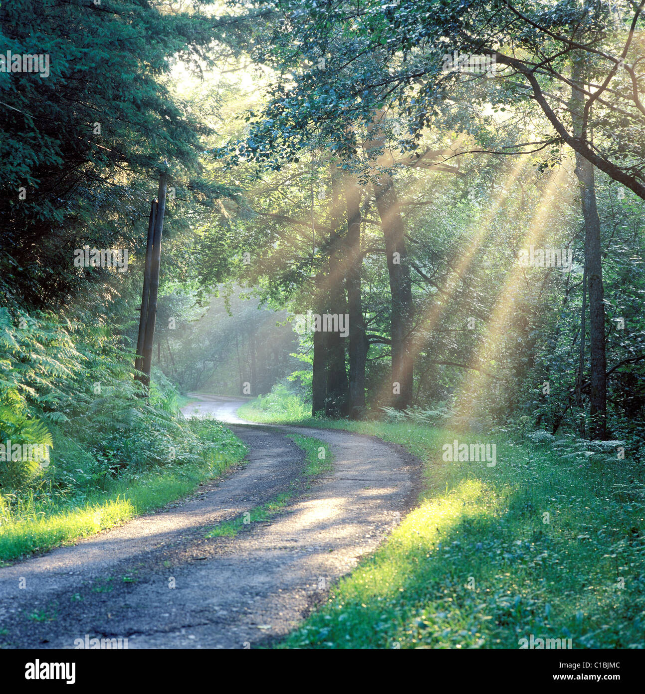 France, Puy de Dome, Livradois Forez Regional Park, road in the forest ...