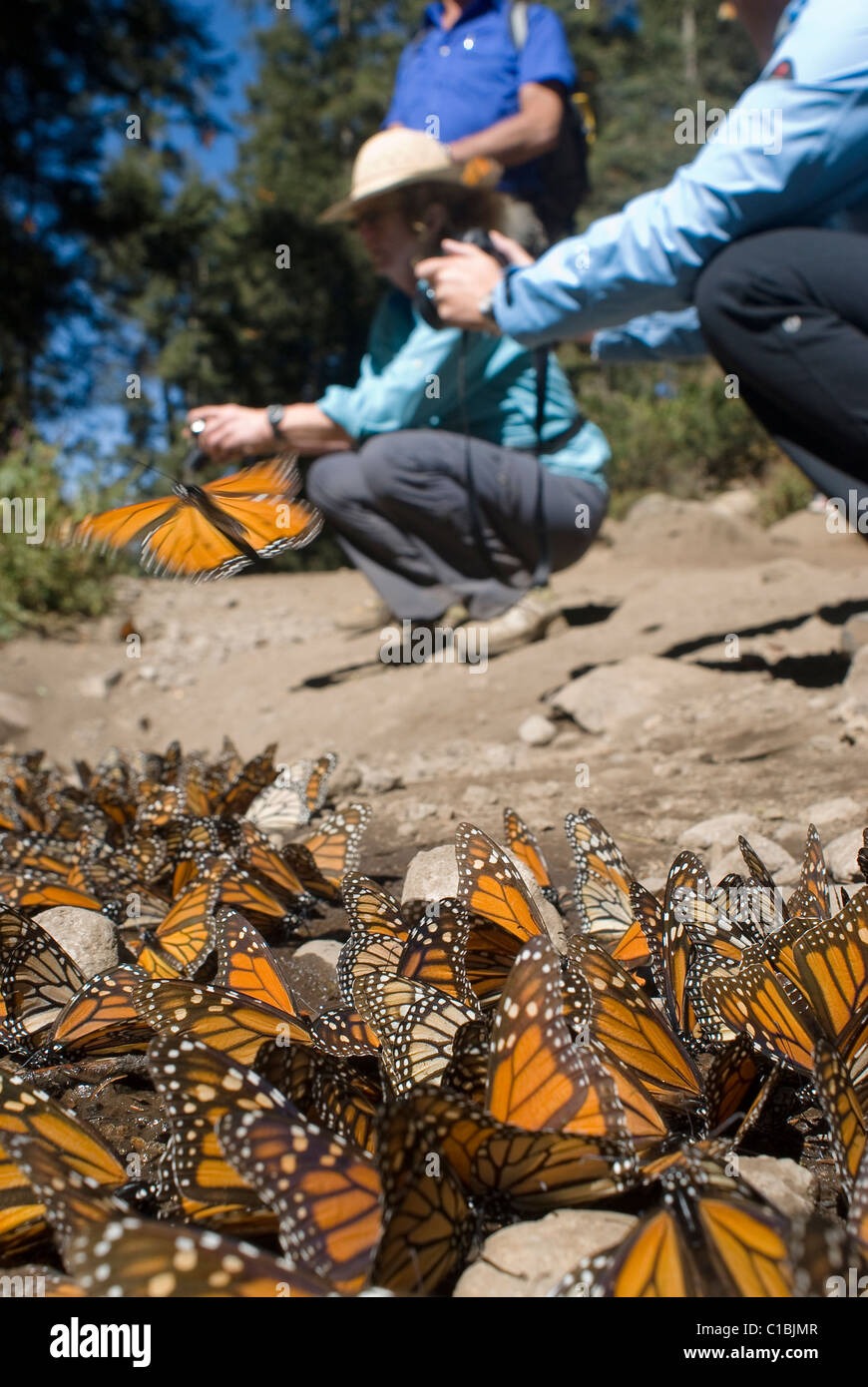 Monarch butterflies migrate annually to the Sierra Madre mountains of ...