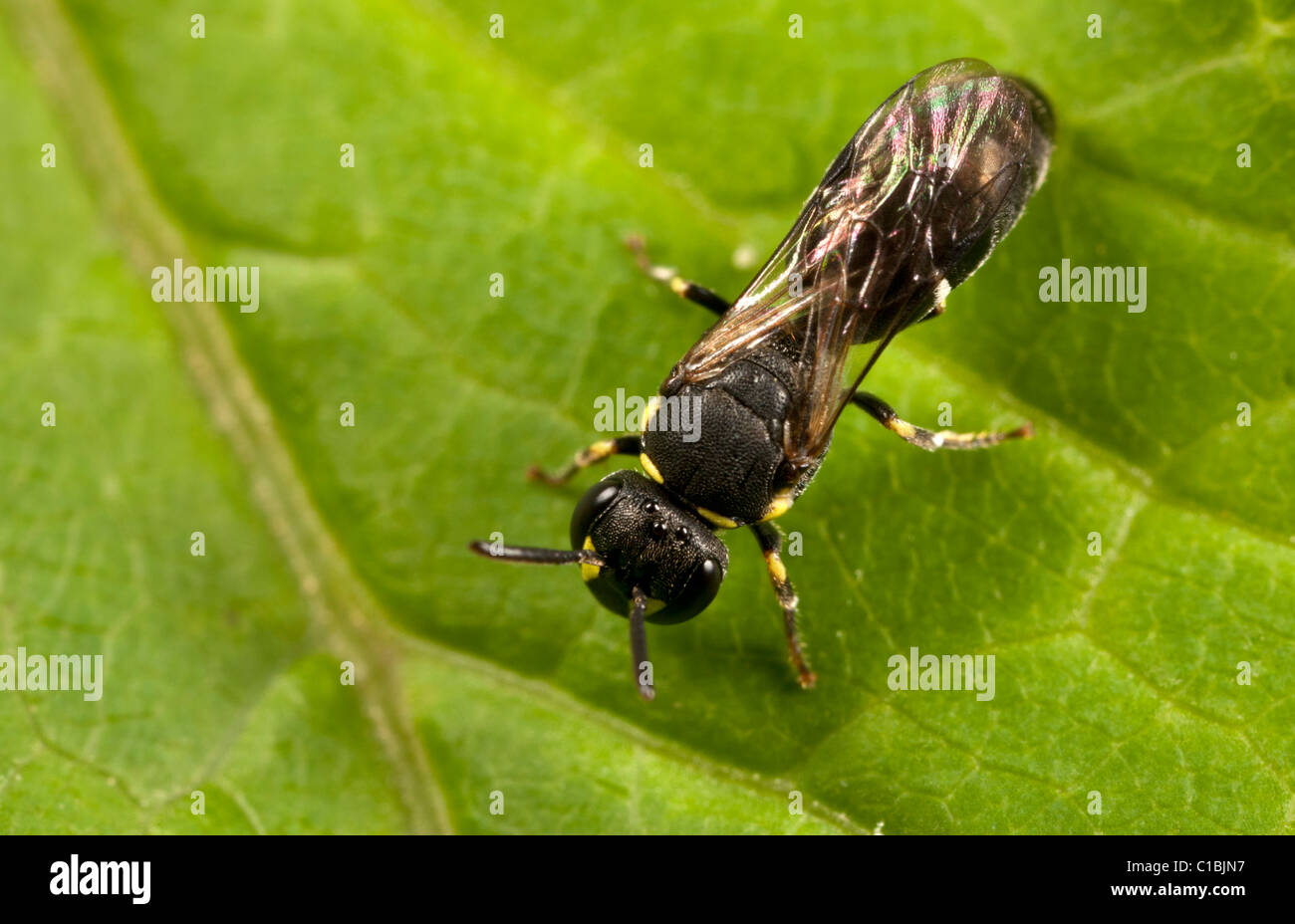 Wasp on leaf (Hylaeus sp Stock Photo - Alamy