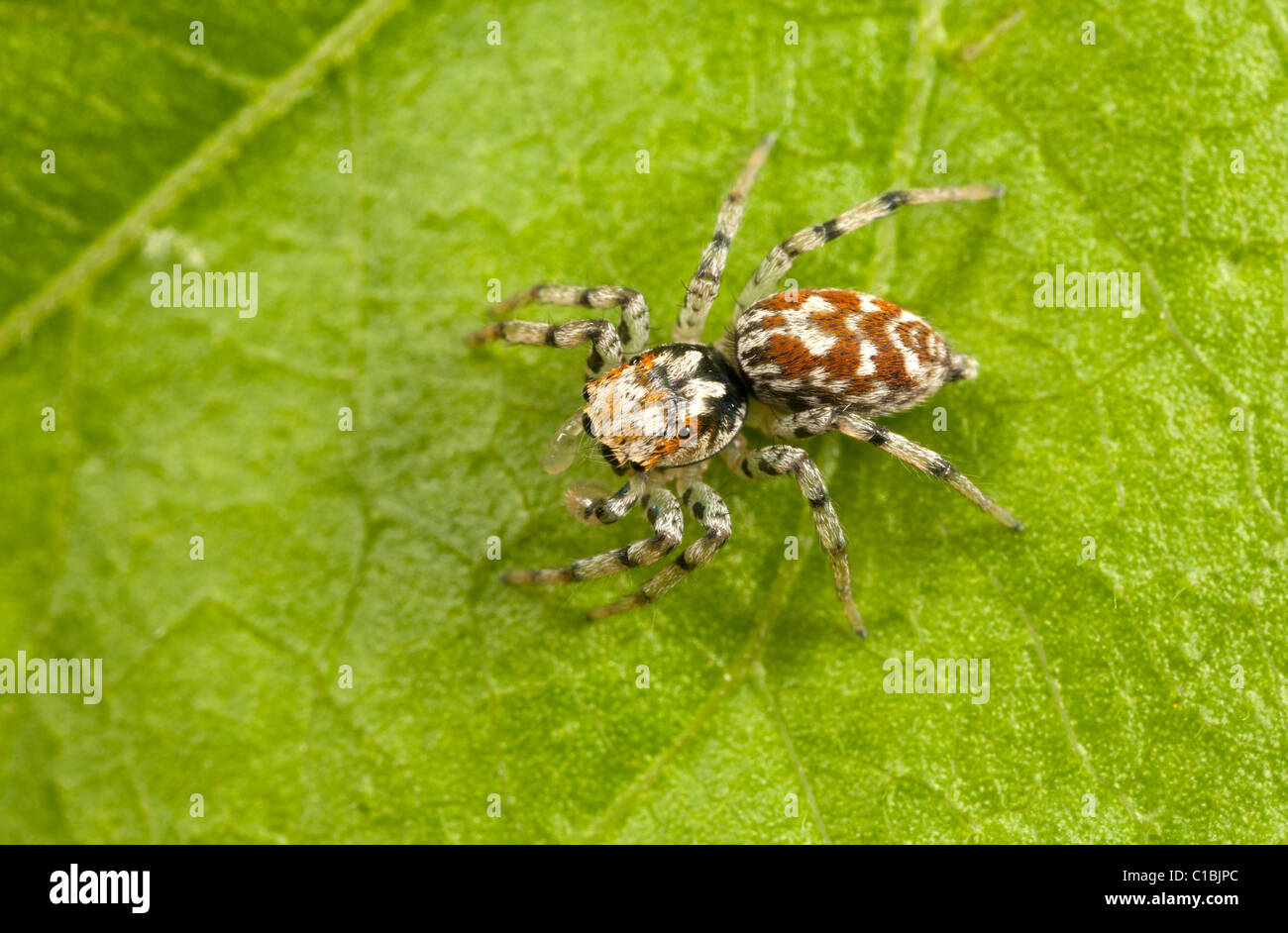 Common jumping spider known as the Dimorphic Jumper (Maevia inclemens ...