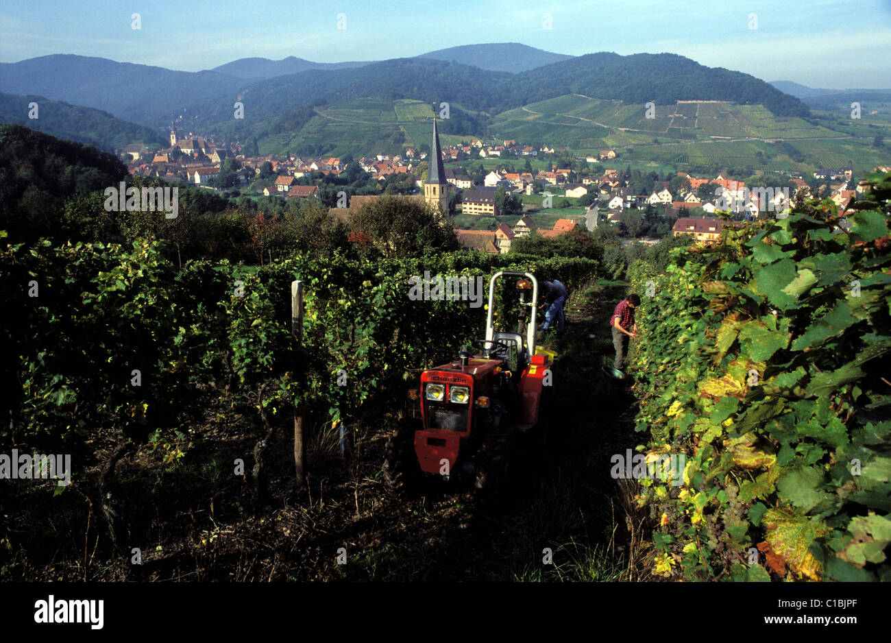 France Haut Rhin the Alsace Wine Route Hunawihr village labelled Les ...