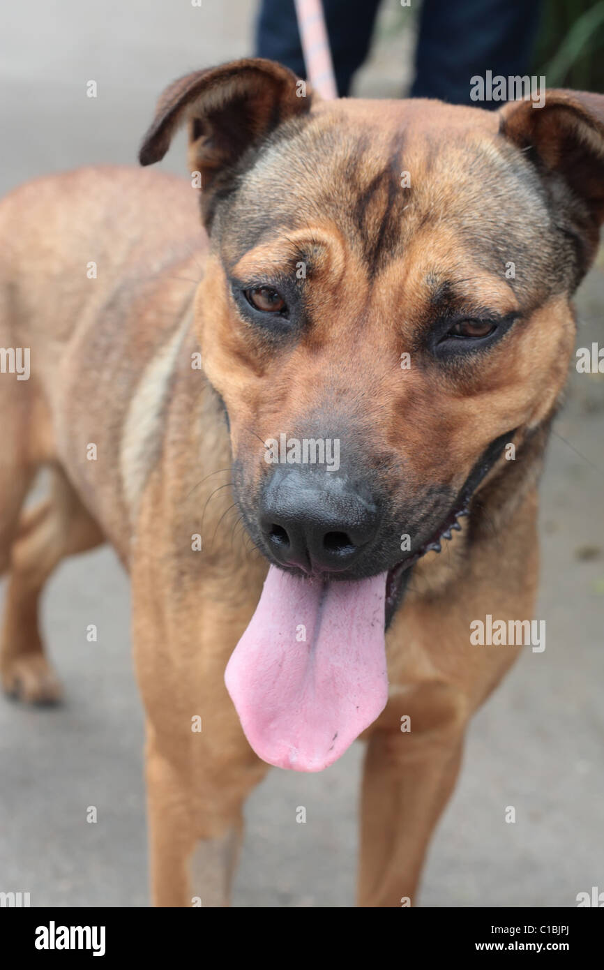 Dogs on lease hi-res stock photography and images - Alamy