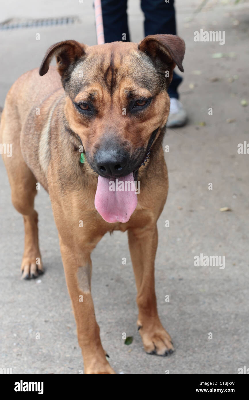 Cute dog poses for camera with lease by its walker hi-res stock ...
