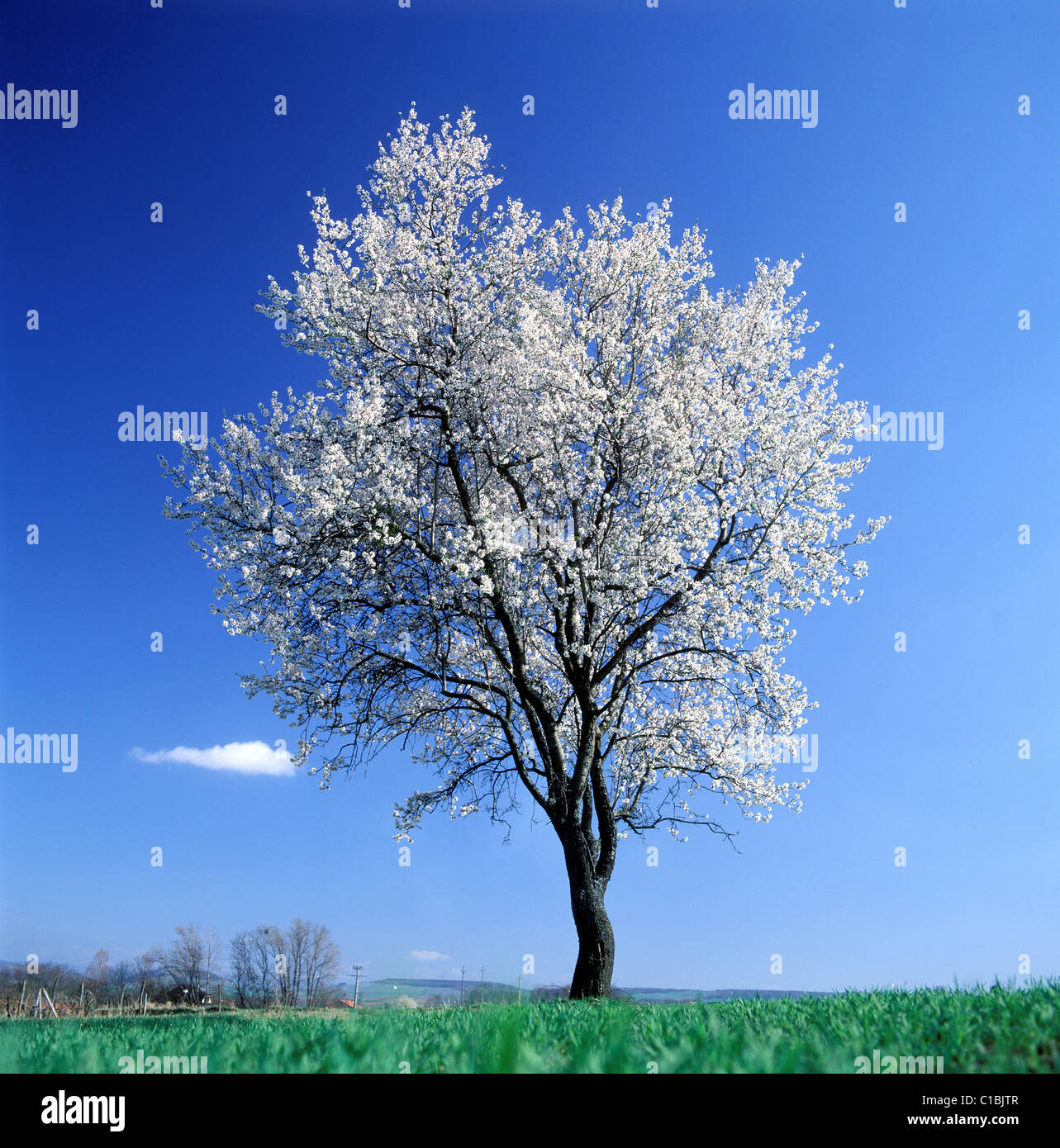 France, Puy de Dome, blooming plum tree Stock Photo - Alamy