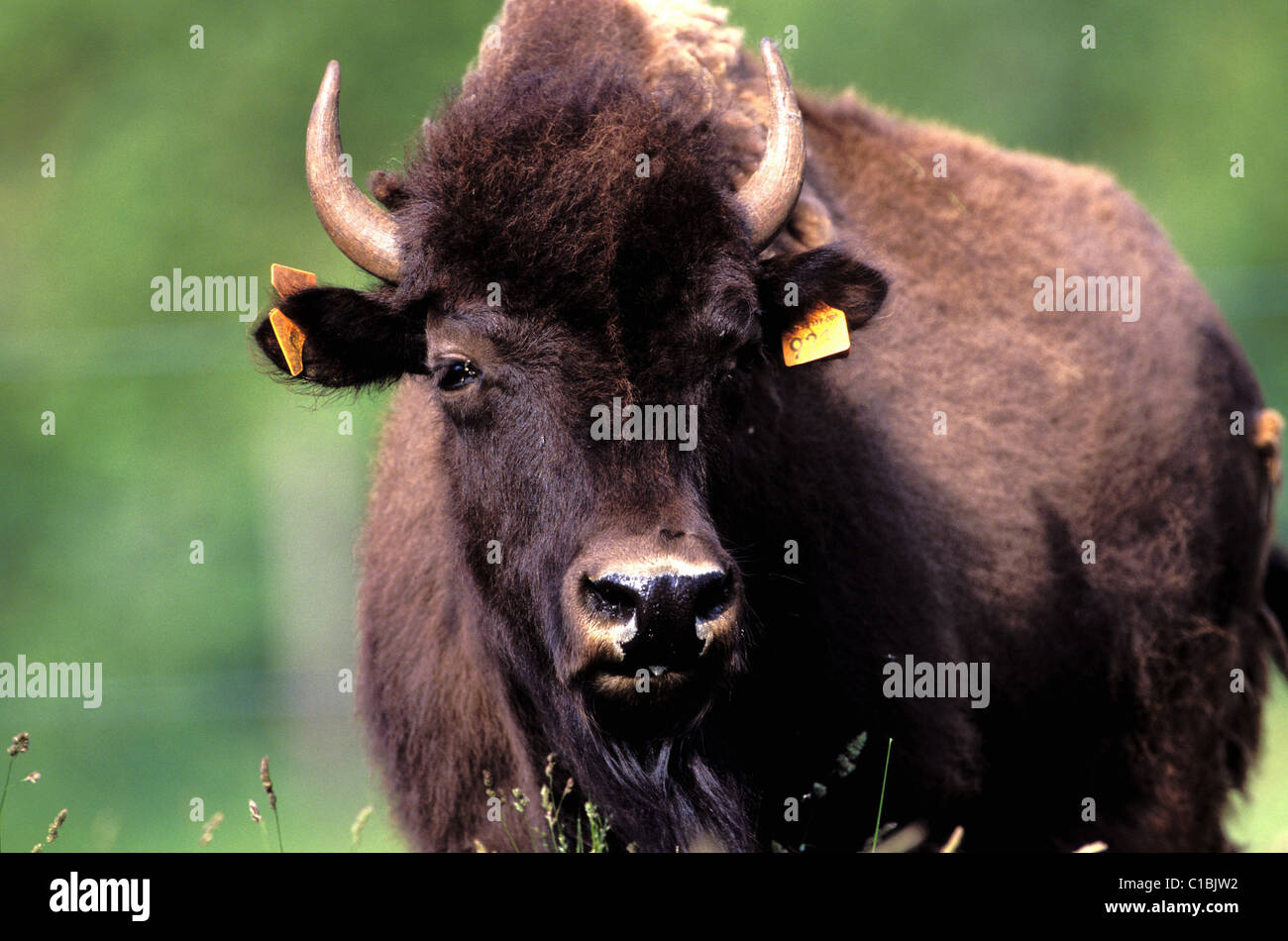 France, Gard, Lanuejols, the Randals, a female buffalo Stock Photo - Alamy