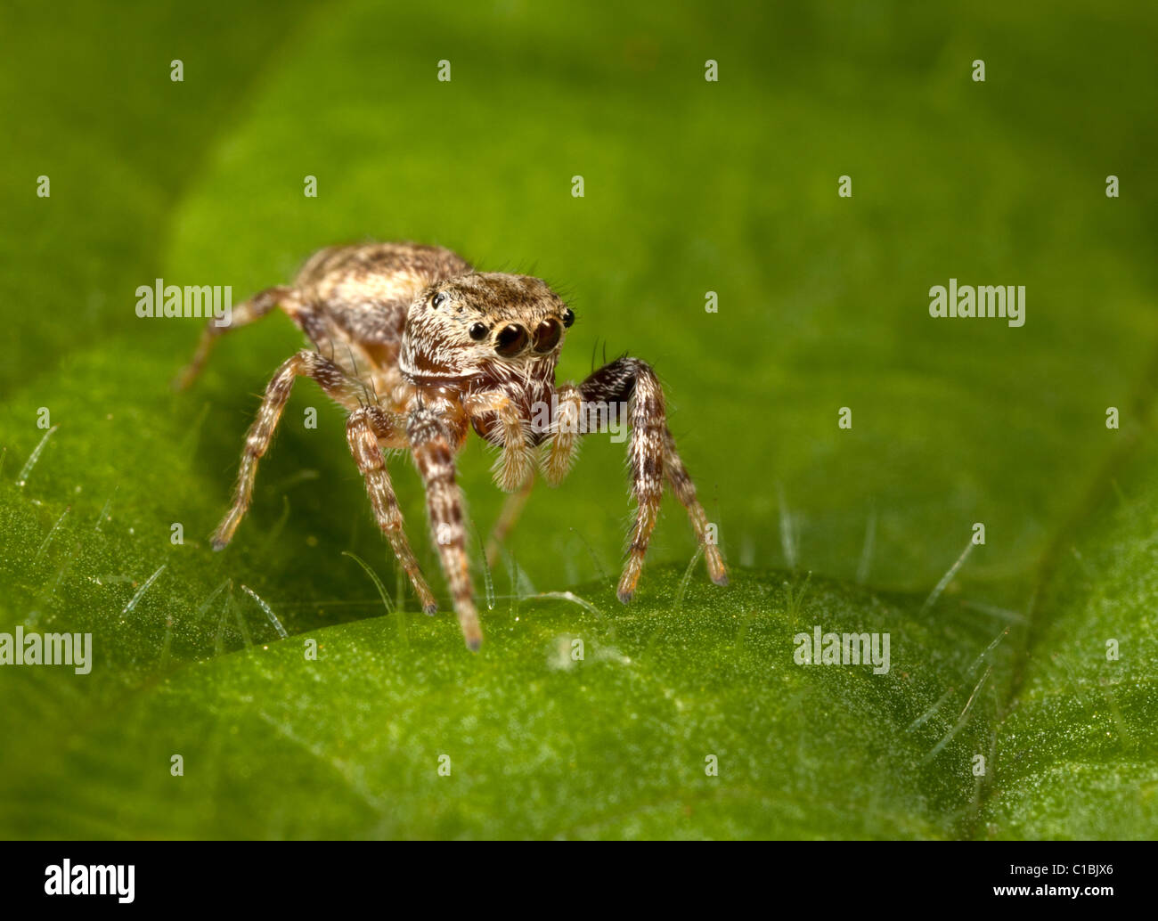 Jumping spider on leaf Stock Photo - Alamy