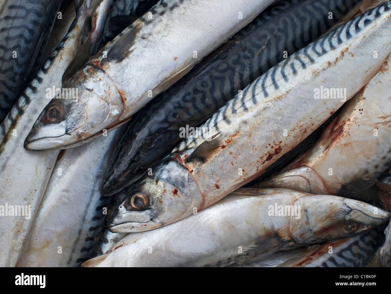 Mackerel fish dead shetland hi-res stock photography and images - Alamy