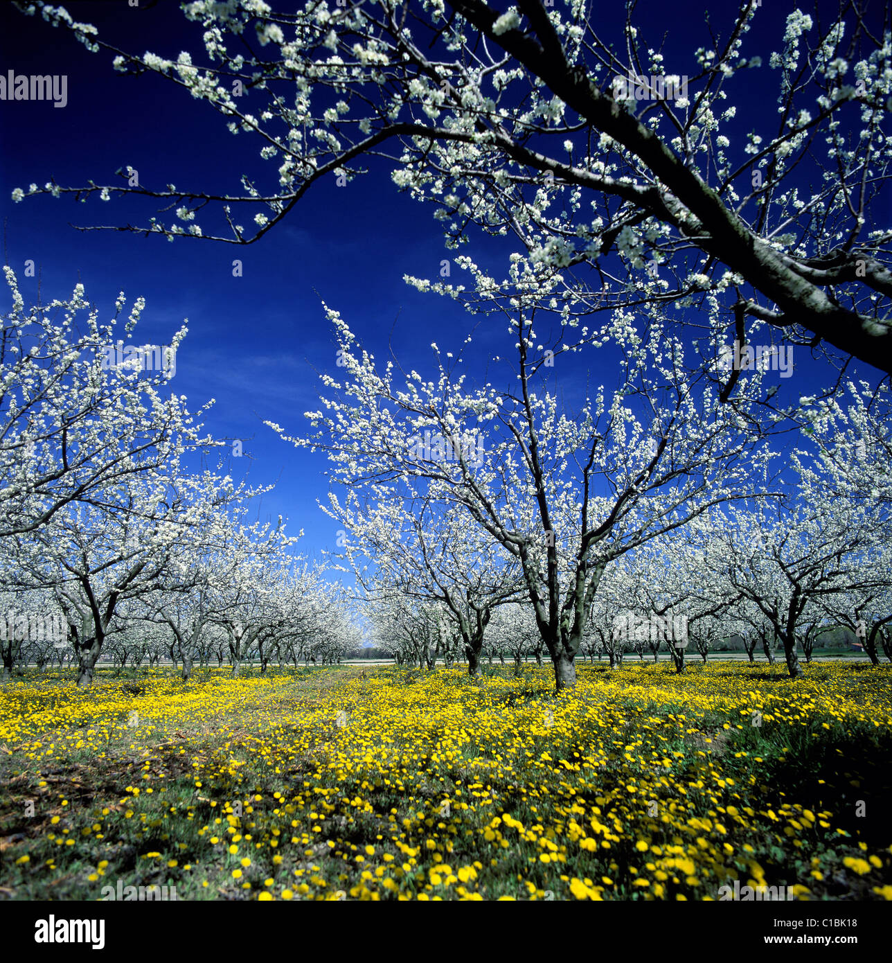 Pulm tree hi-res stock photography and images - Alamy