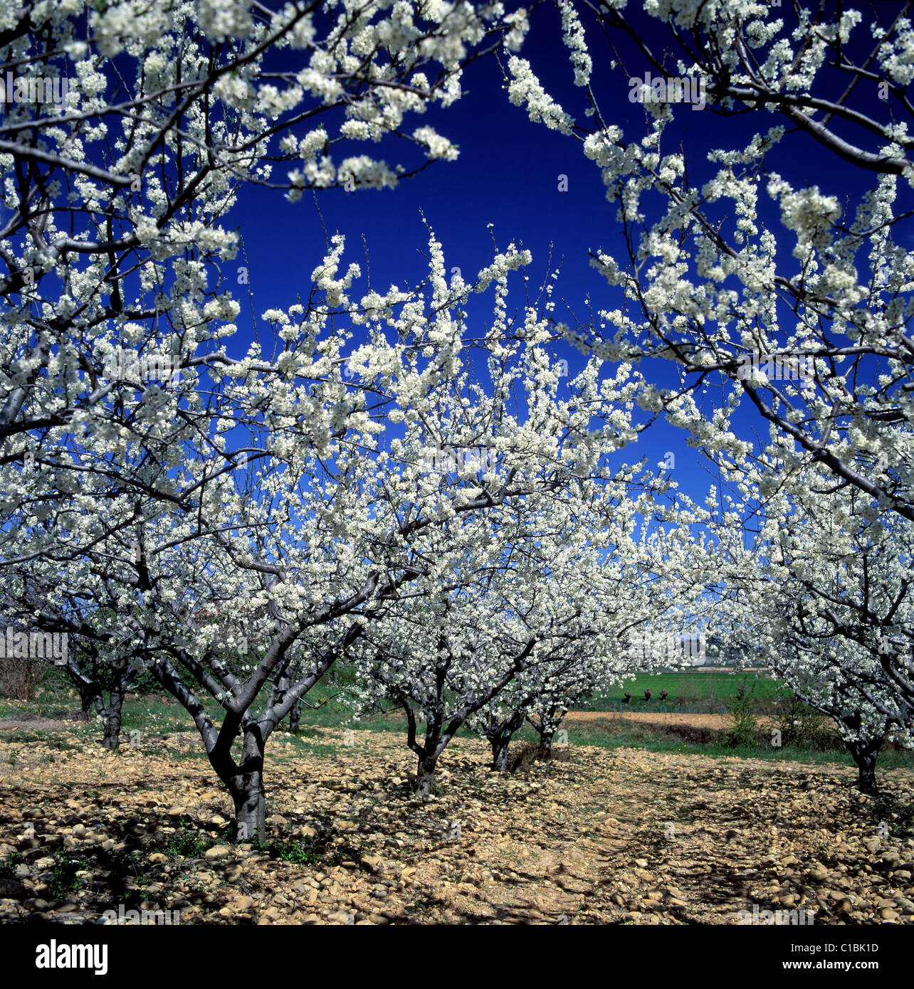 Pulm tree hi-res stock photography and images - Alamy