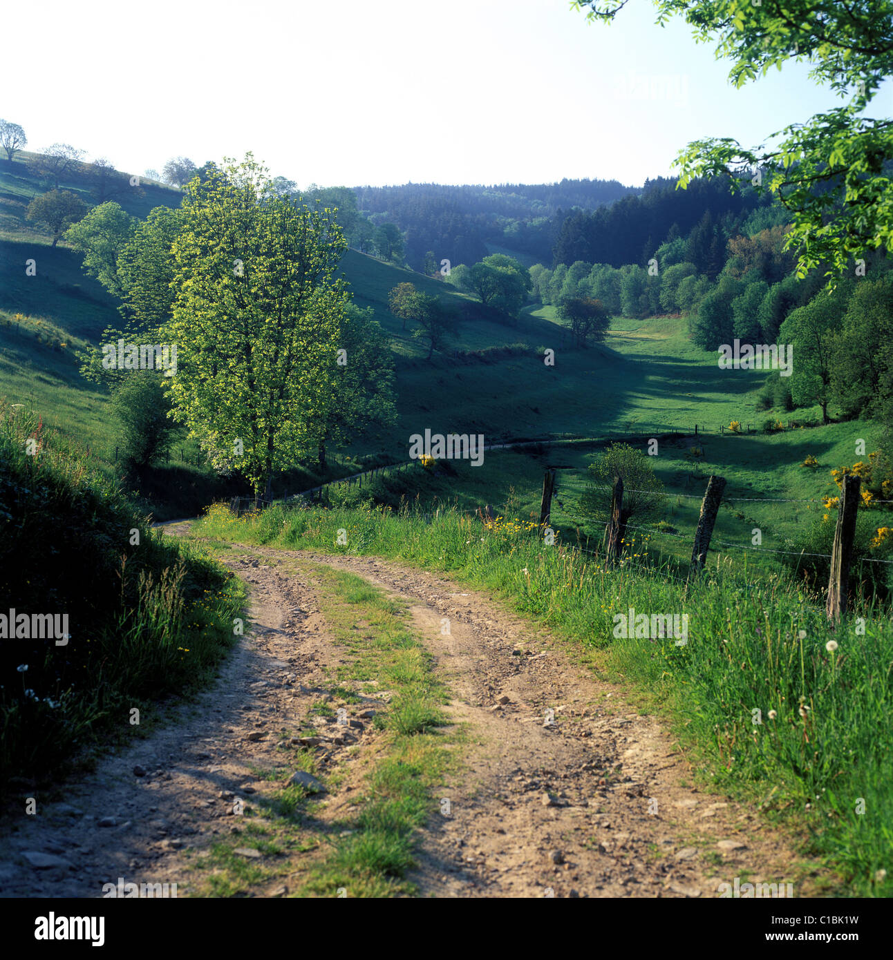 France, Puy de Dome, Livradois Forez Naturel Regional Park near ...