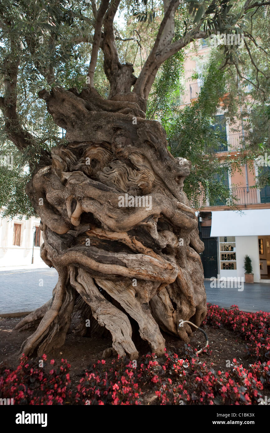 Old olive tree cort palma de mallorca majorca hi-res stock photography ...