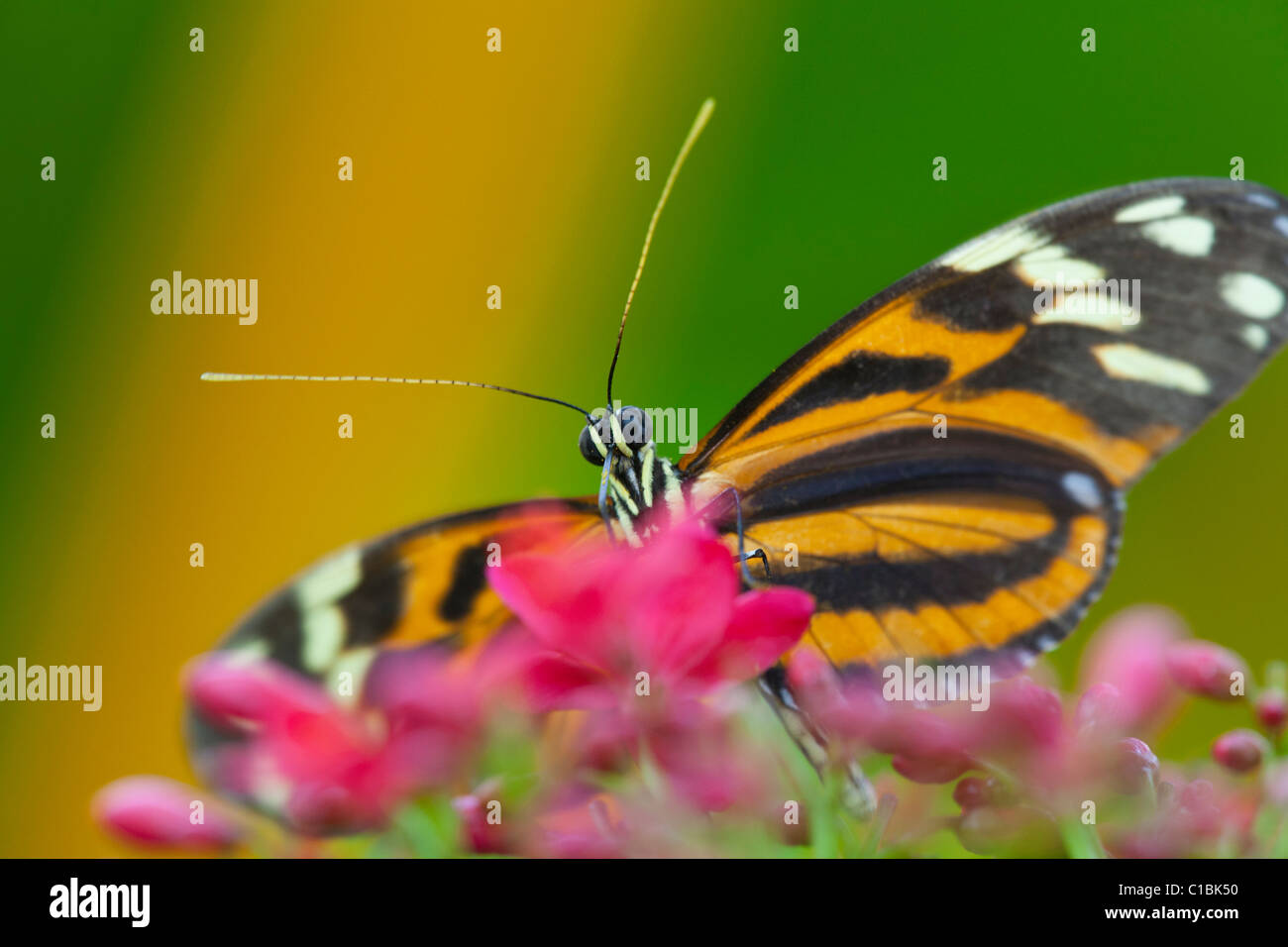 Heliconius butterfly species on flowers Stock Photo - Alamy