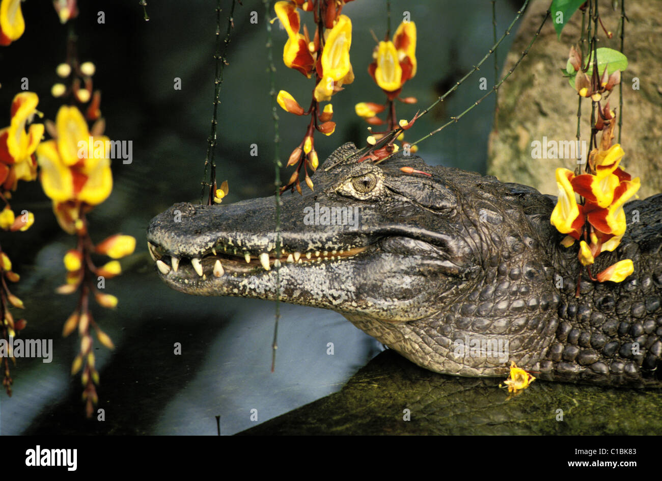 Caiman behavior hi-res stock photography and images - Alamy