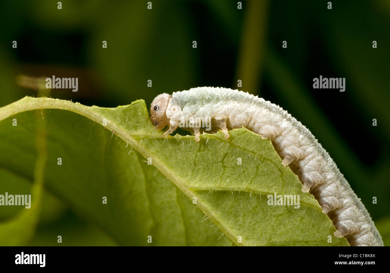 Sawfly larva eating leaf Stock Photo - Alamy