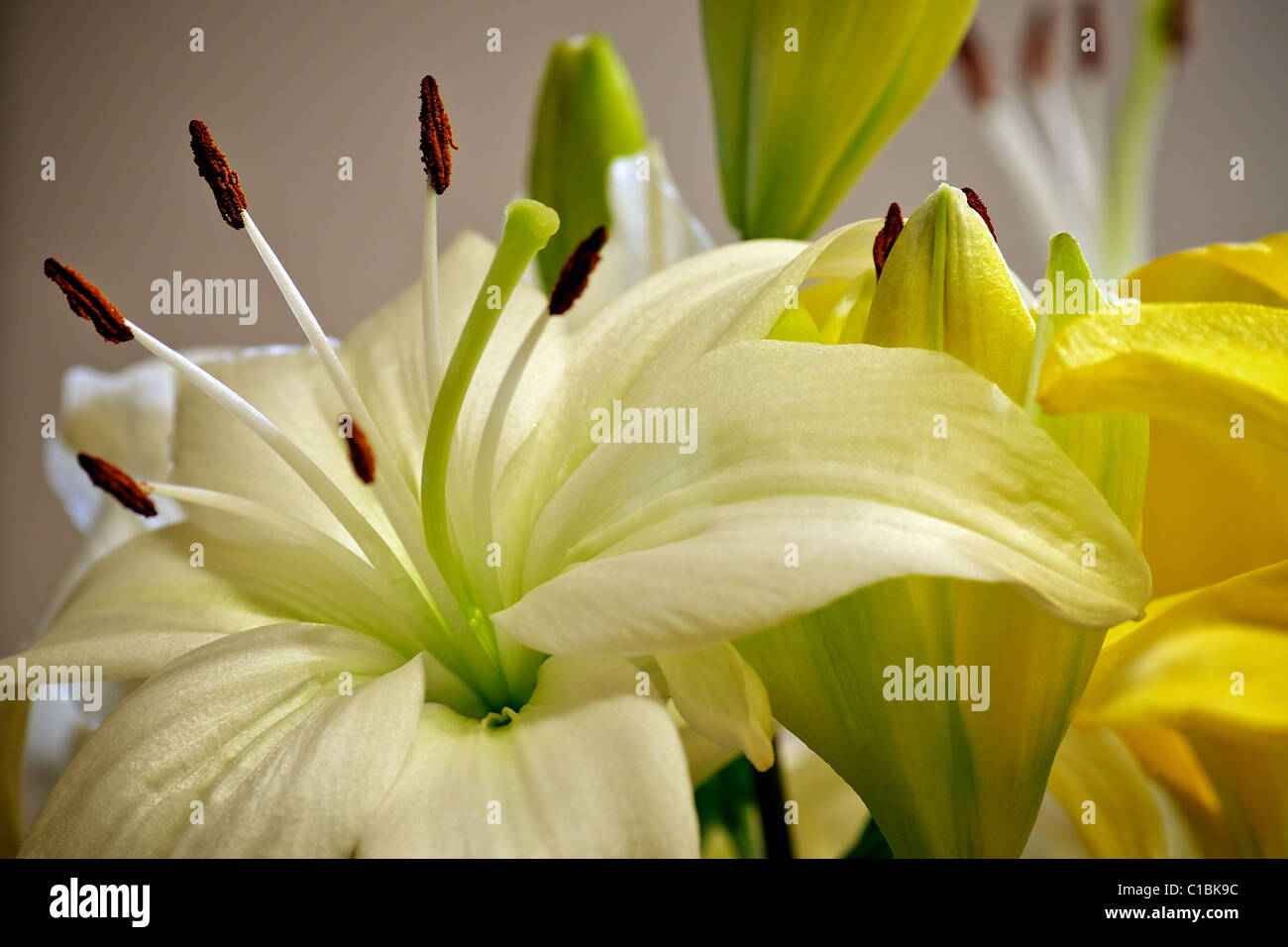 Red lily stem hi-res stock photography and images - Alamy