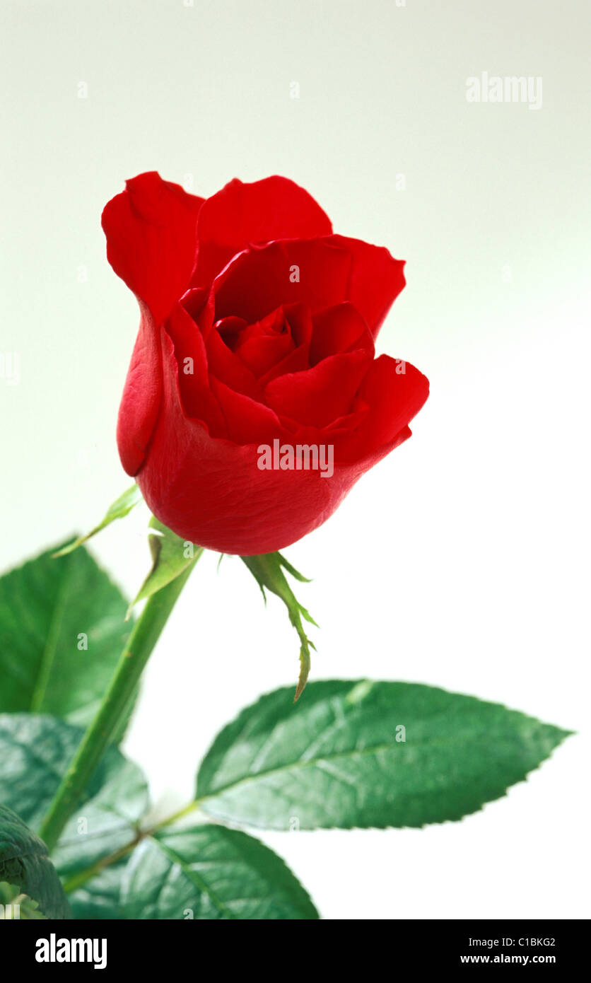France, a red rose Stock Photo - Alamy