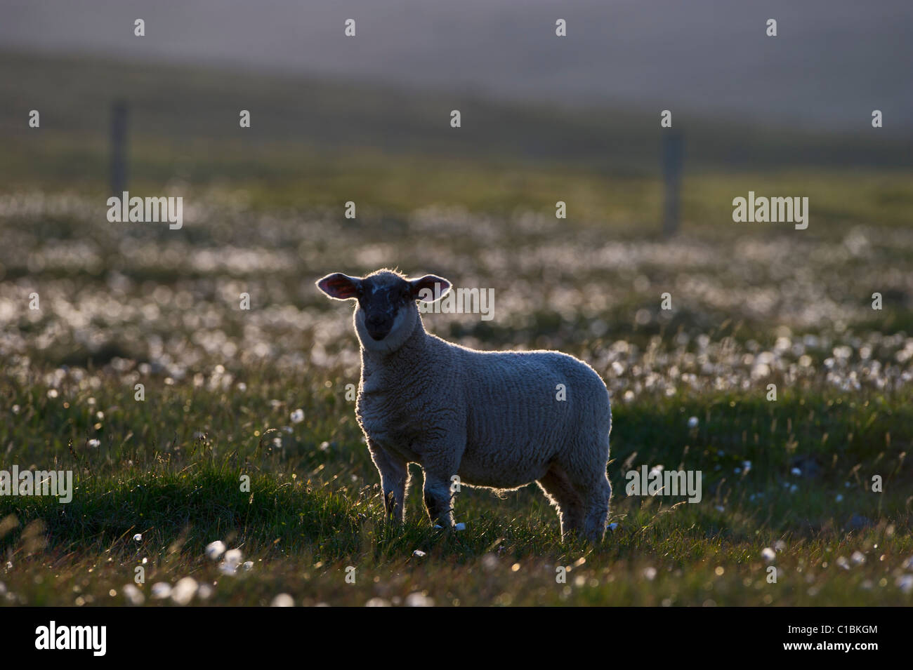 Shetland lamb on Unst Shetland June Stock Photo - Alamy