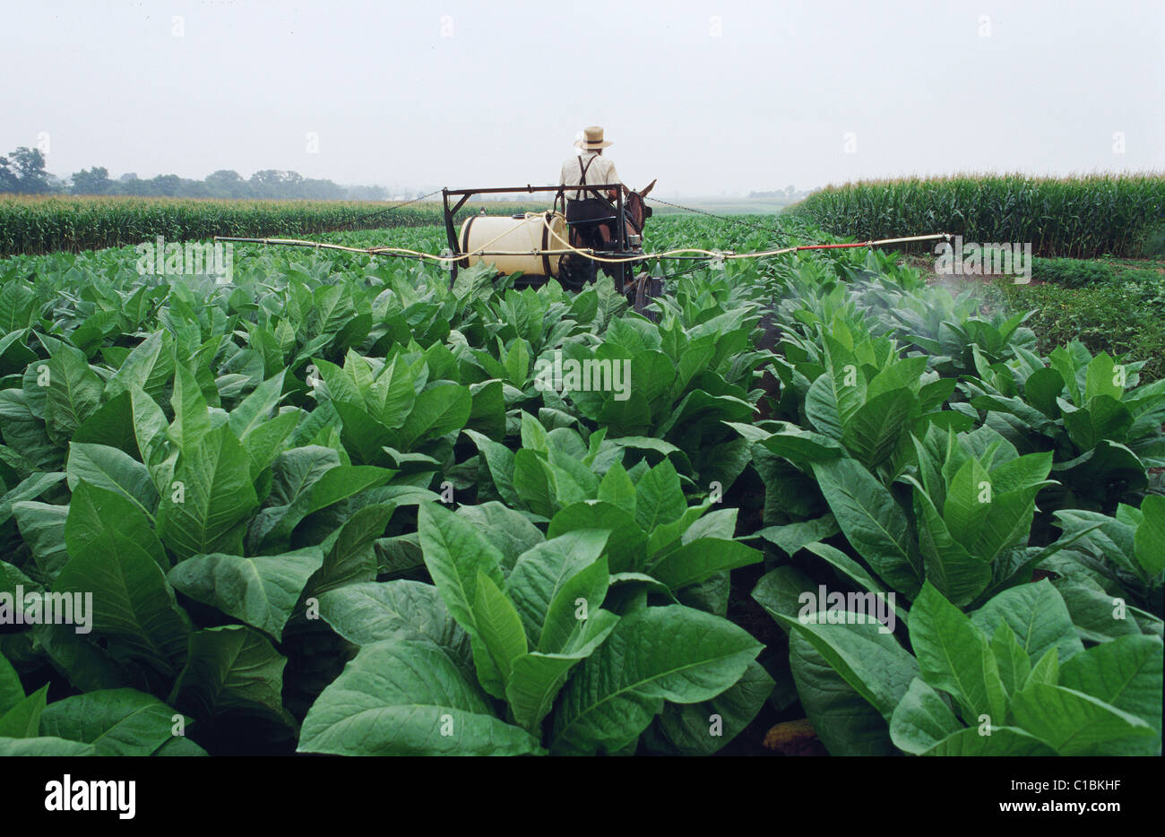 United States, Pennsylvania, Amish region, tobacco culture Stock Photo ...