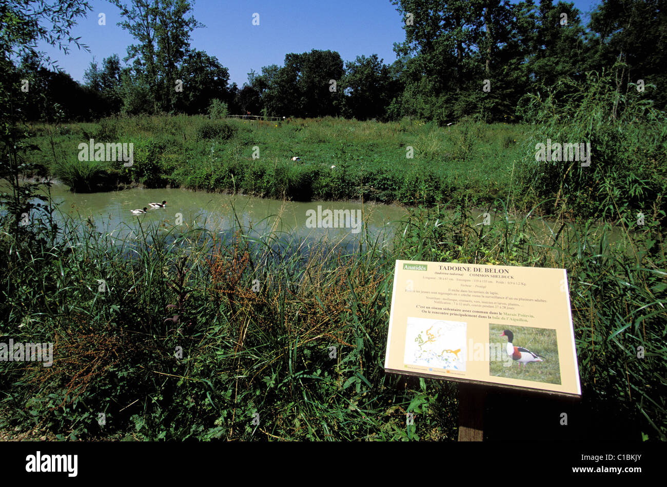 France Deux Sevres Marais Poitevin (Poitevin Marsh) Venise Verte (Green ...