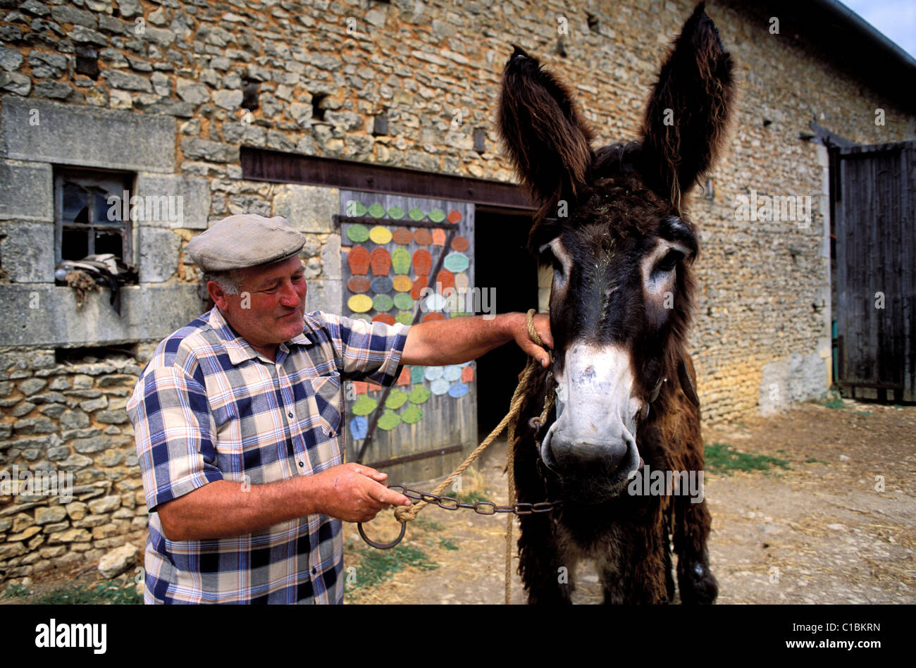 France, Vienna, Marais Poitevin (Poitevin Marsh), donkey of Poitou ...